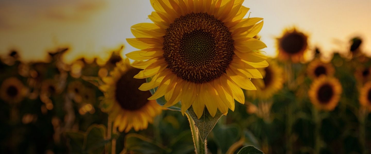 Vitamin E Sun E® - Kensing